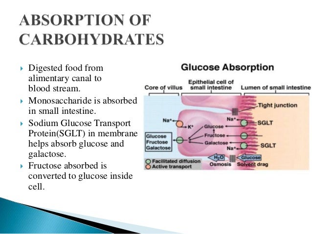 Human Digestive System And Digestion Of Carbohydrates