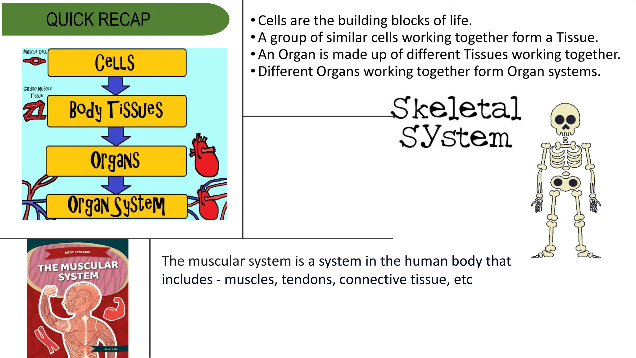 Digest file grade 3 human body science subject | PPTX