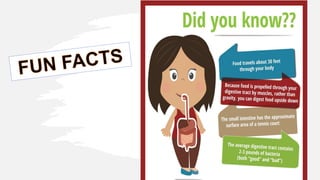 Digest file grade 3 human body science subject | PPTX