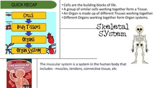 Digest file grade 3 human body science subject | PPT