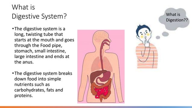 Digest file grade 3 human body science subject | PPTX