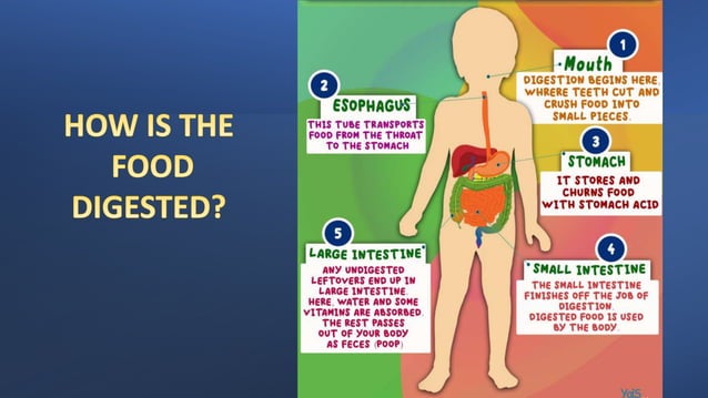 Digest file grade 3 human body science subject | PPTX