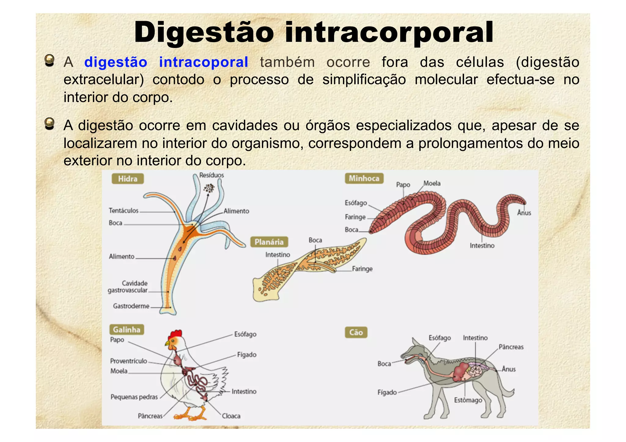 Digestao Extracelular | PDF | Biological Sciences | Science