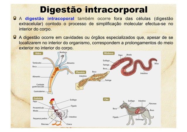 Digestao Extracelular | PDF | Biological Sciences | Science
