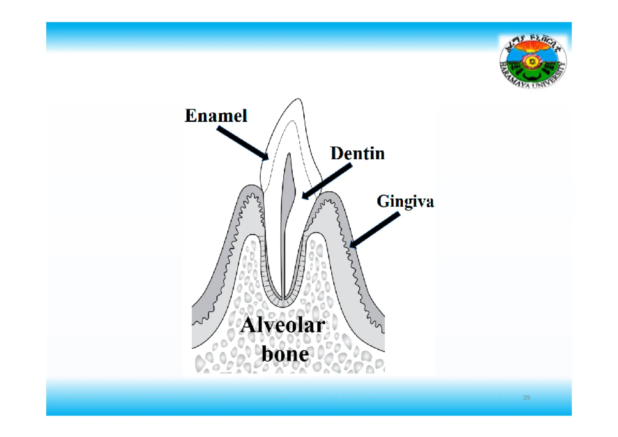 digestive system disorder medical surgical.pdf
