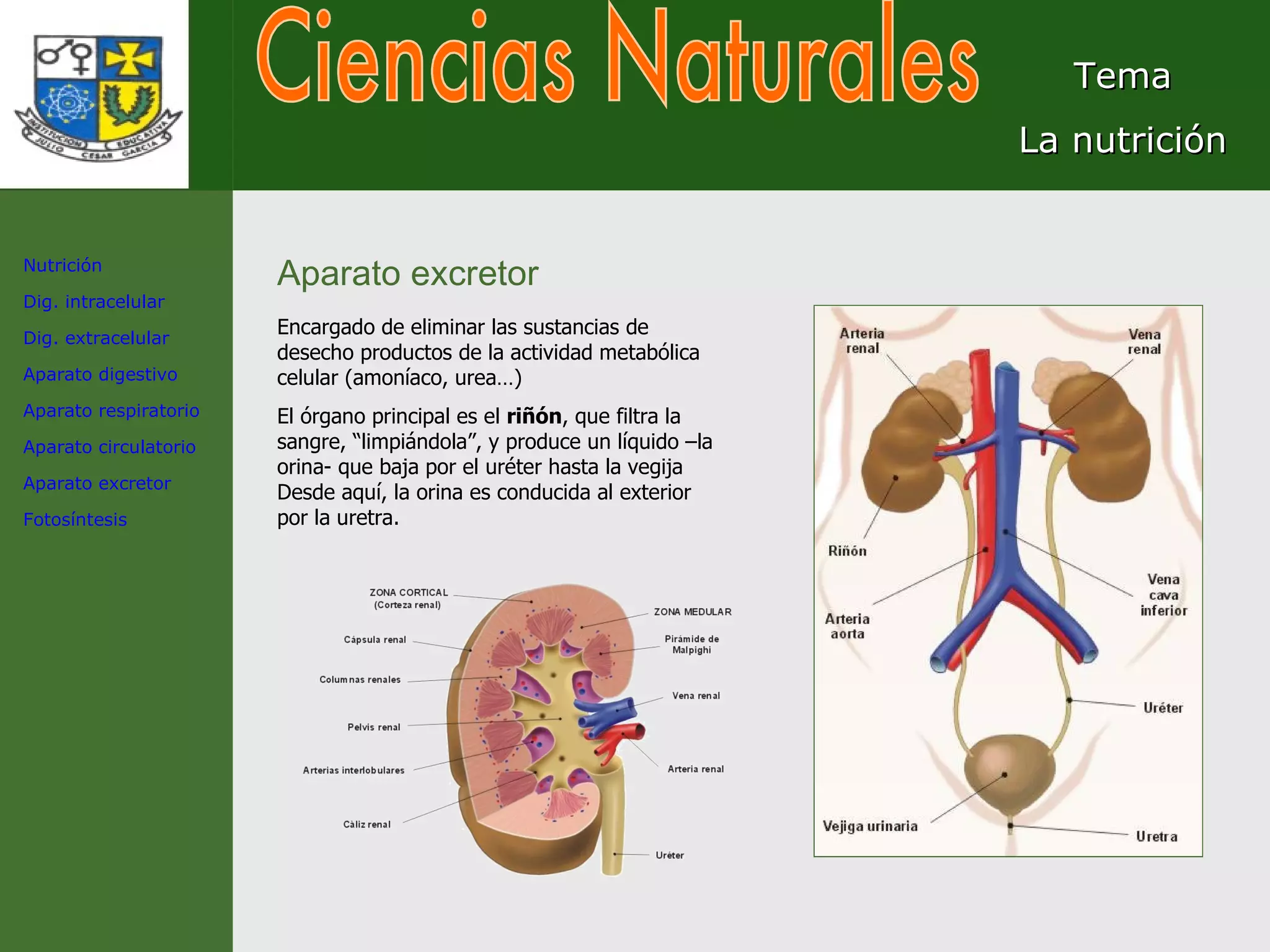 Digestión, Circulación, Respiración, Excresión | PPT