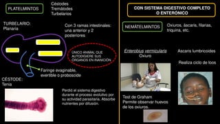 DIGESTIÓN EN ANIMALES Resumen de los sistemas animales.pptx