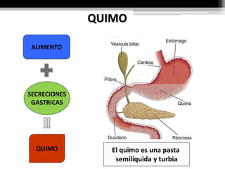 Digestión en estómago simple | PDF
