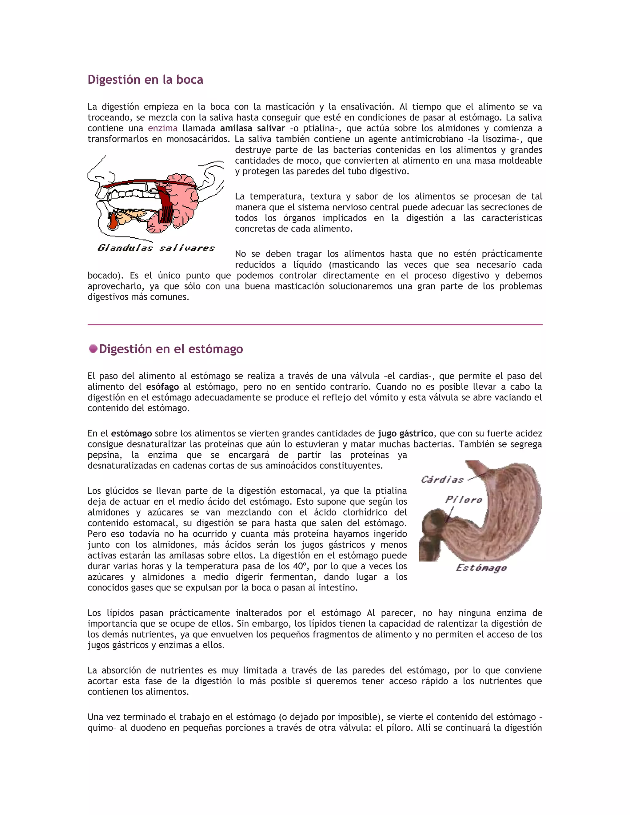 Digestión en la boca | DOCX