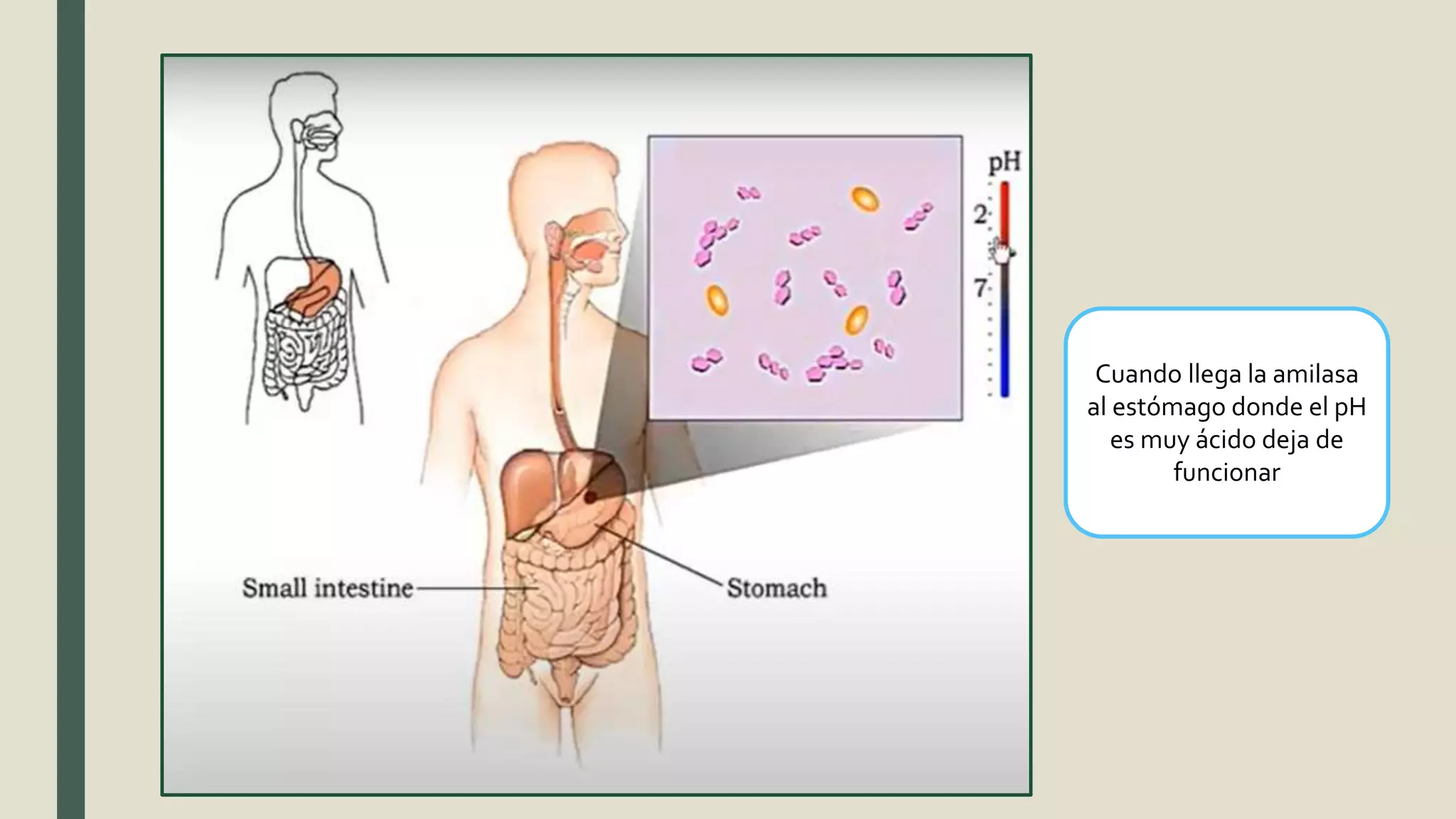 Digestión y absorción de carbohidratos 3.0.pptx