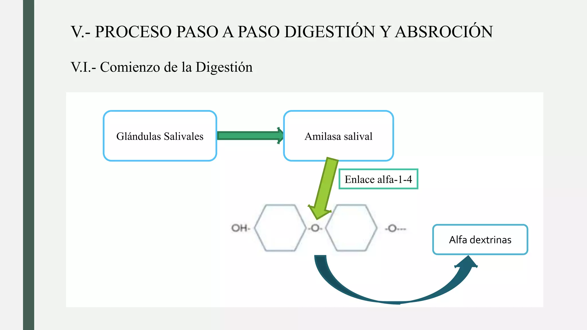 Digestión y absorción de carbohidratos 3.0.pptx