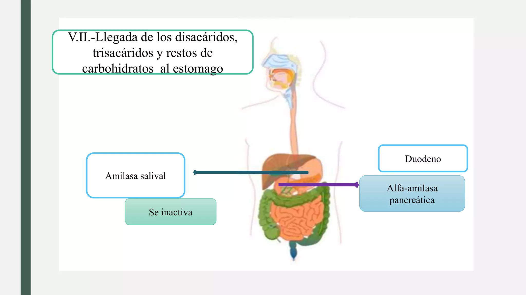 Digestión y absorción de carbohidratos 3.0.pptx