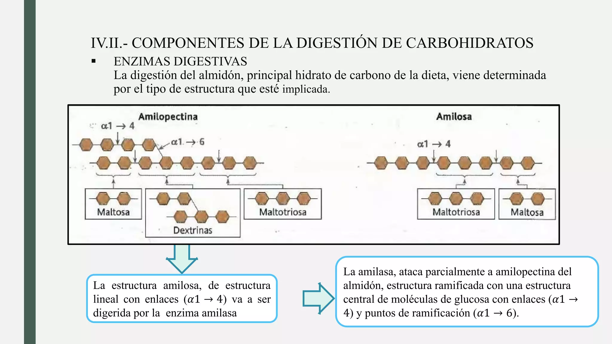 Digestión y absorción de carbohidratos 3.0.pptx