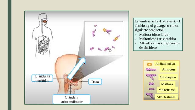 Digestión y absorción de carbohidratos 3.0.pptx