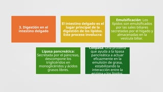 Digestión y absorción de lípidos, bioquímica.pptx