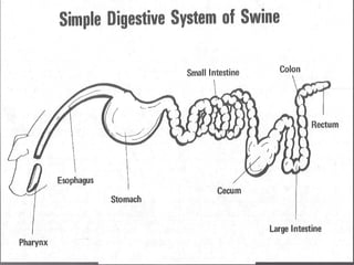 Pig Digestive System Diagram
