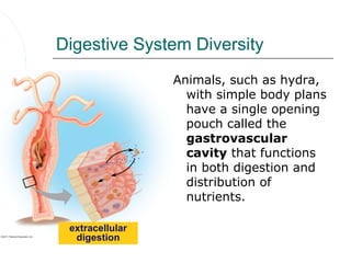 Extracellular Digestion