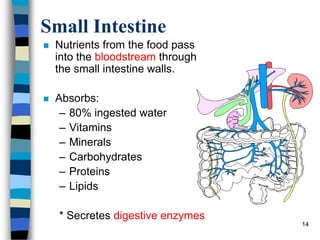 Digestion | PPT