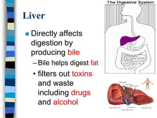 Digestion | PPTX