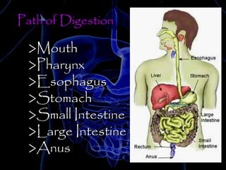 Digestion | PPT