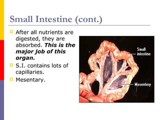 Digestion.ppt2012 | PPT