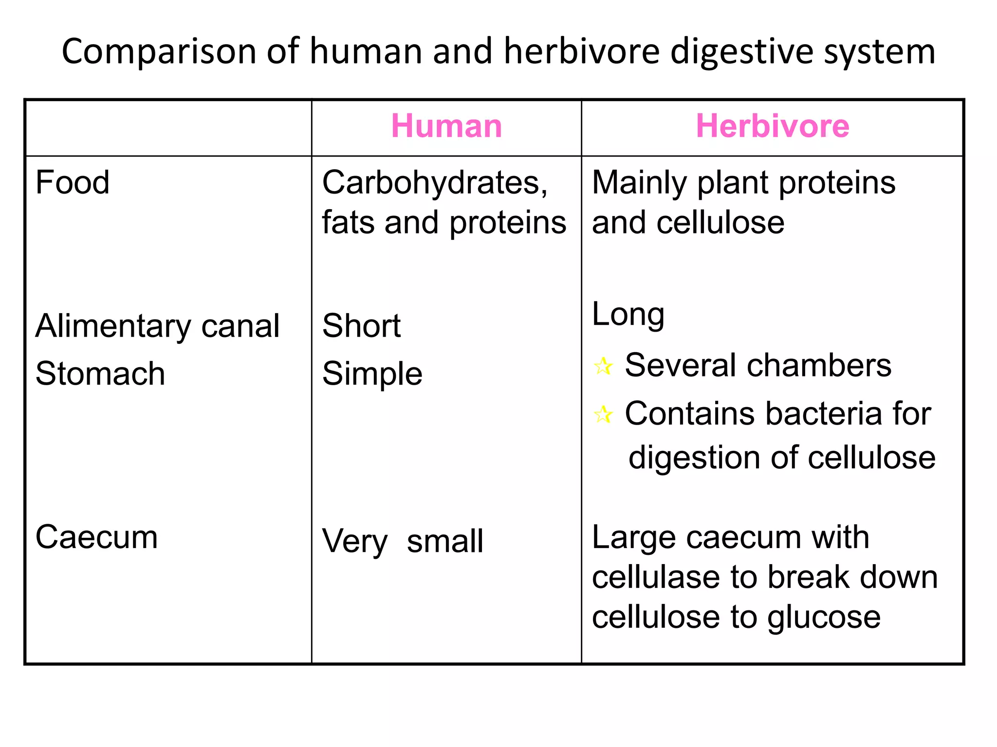 Digestion IGCSE | PPTX
