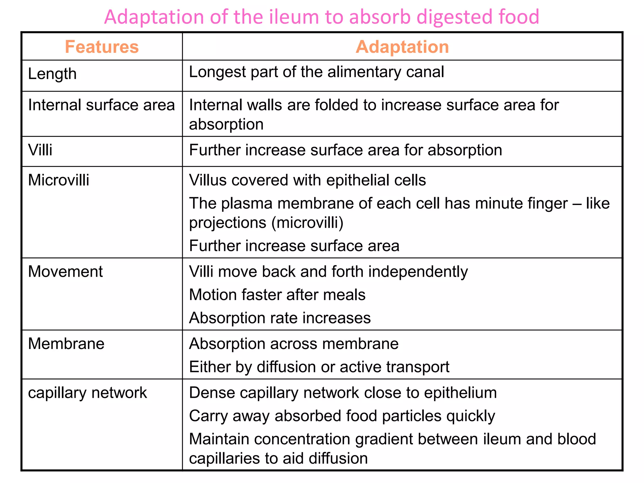 Digestion IGCSE | PPTX