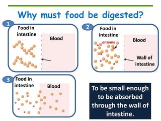 Digestion | PPTX