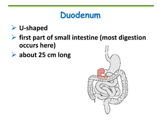 Digestion | PPTX