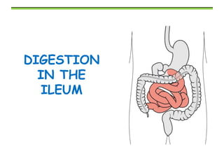 Digestion | PPTX