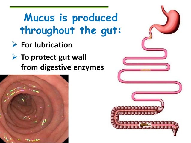 Digestion
