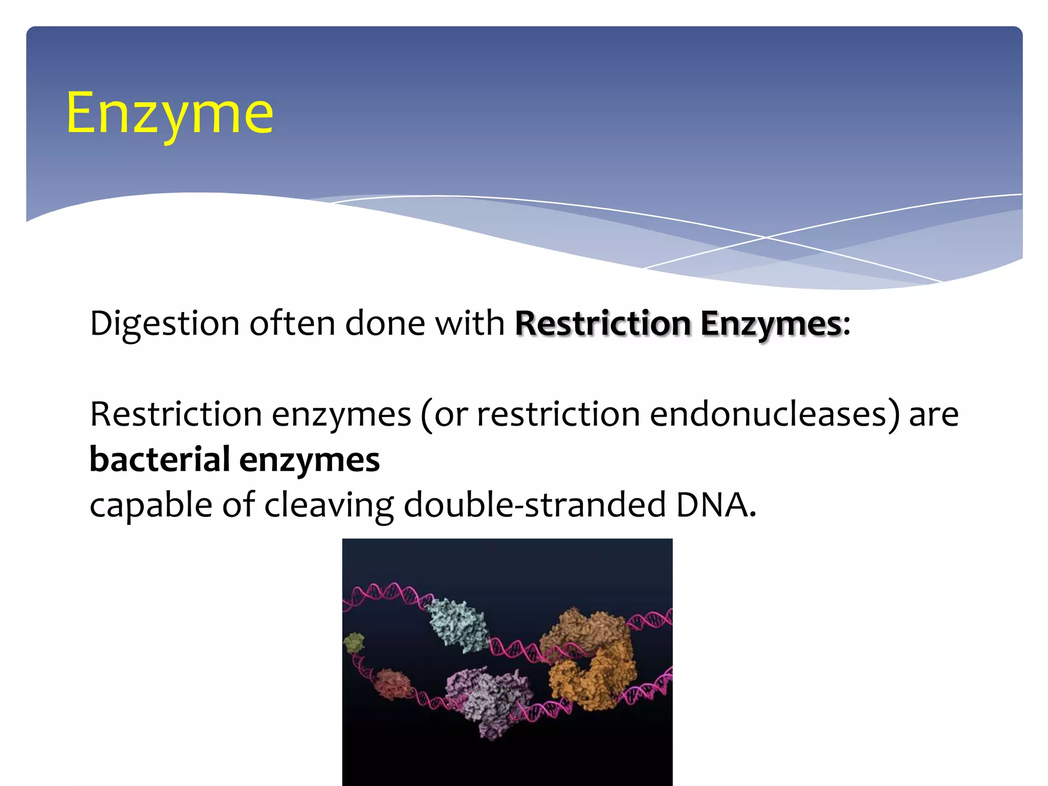 Digestion in gene cloning | PPTX
