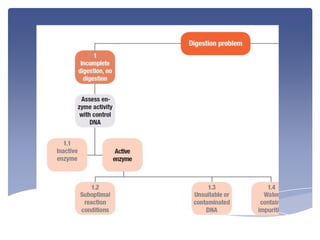 Digestion in gene cloning | PPTX