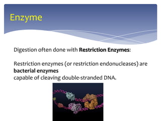Digestion in gene cloning | PPTX