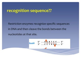 Digestion in gene cloning | PPTX
