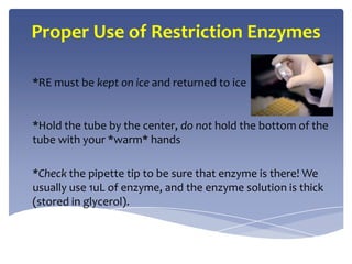 Digestion in gene cloning | PPTX