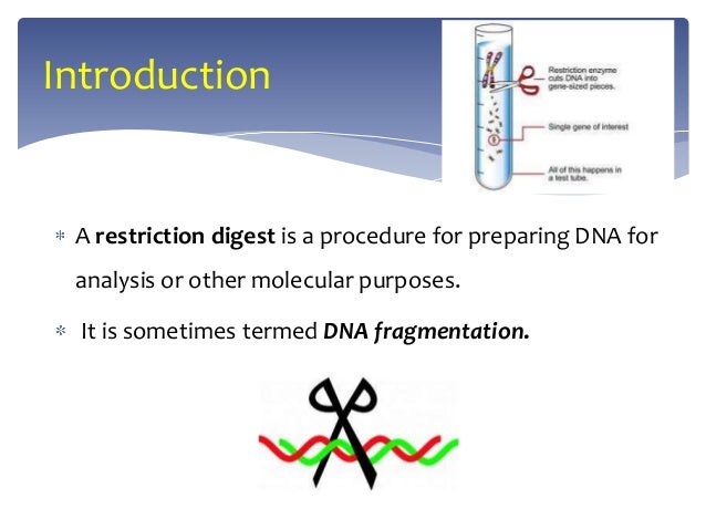 Digestion in gene cloning