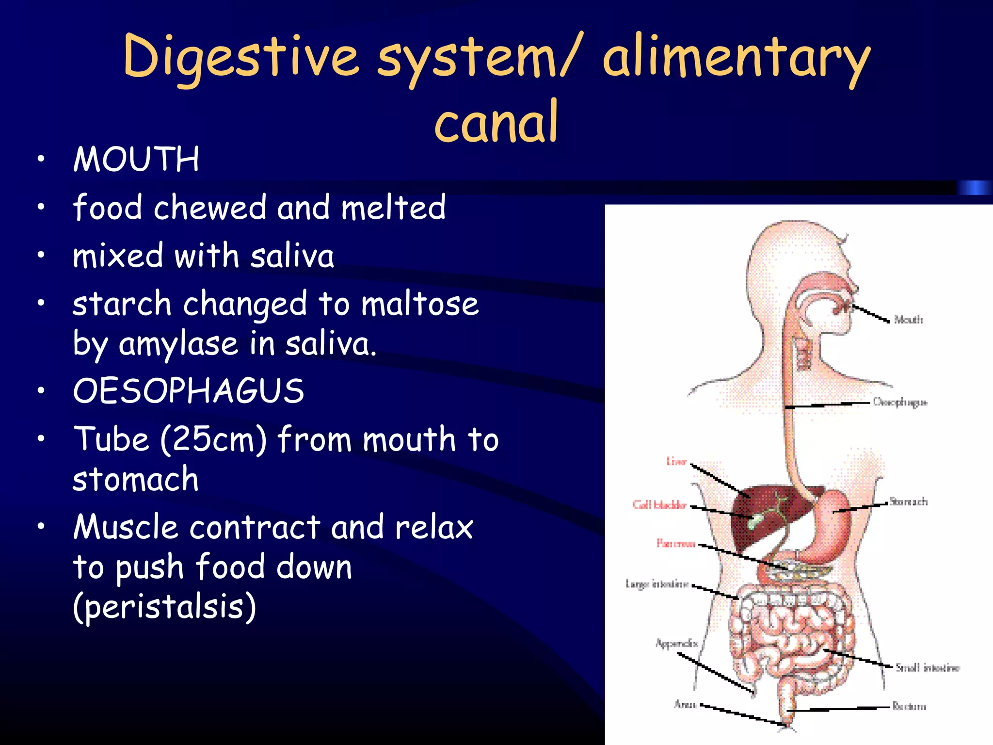 Digestion | PPT