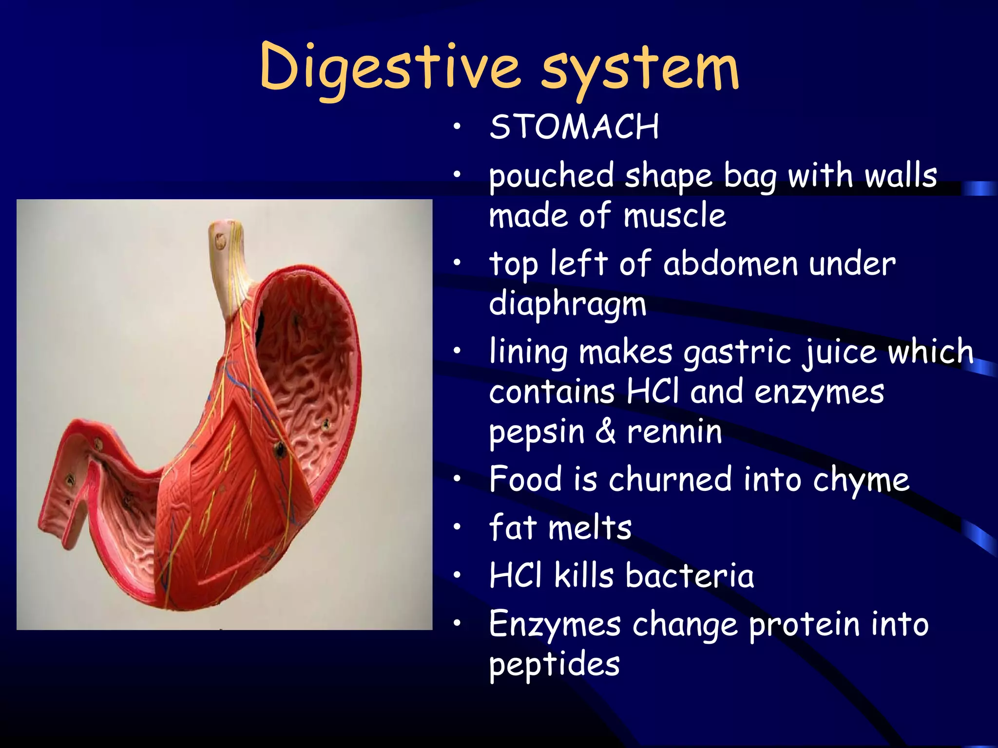 Digestion | PPT