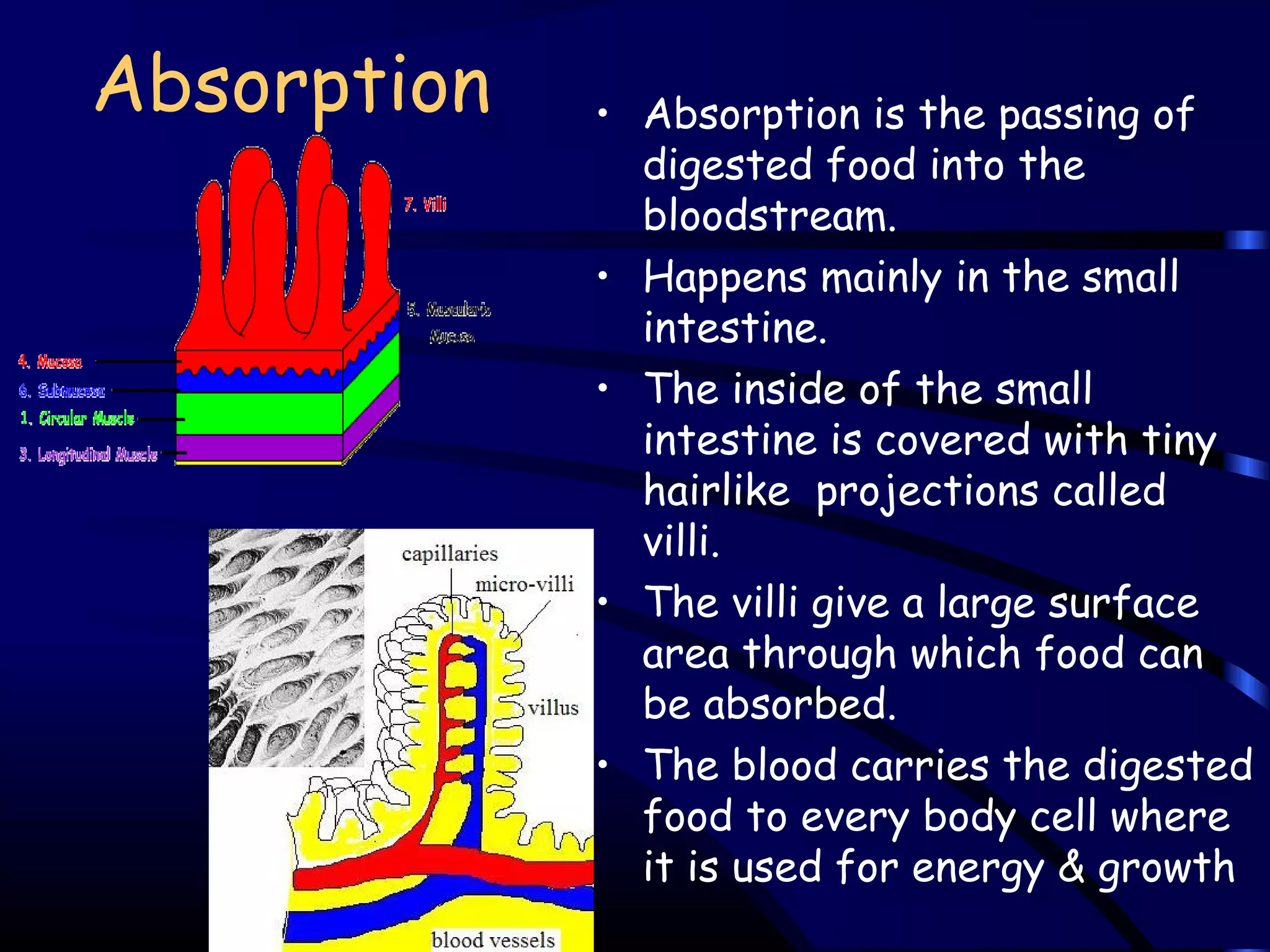 Digestion | PPT