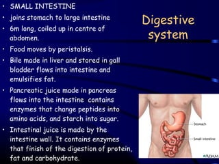 Digestion | PPT