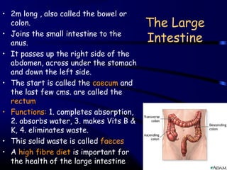 Digestion | PPT