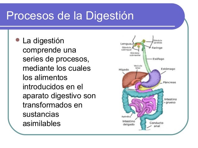 El proceso de la digestión humana