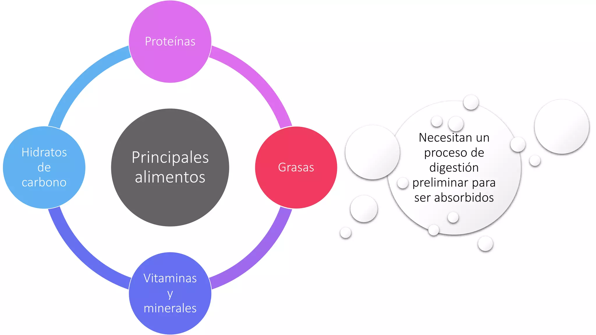 Digestión y absorción en el tubo digestivo | PPTX