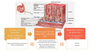 Digestión y absorción en el tubo digestivo | PPTX