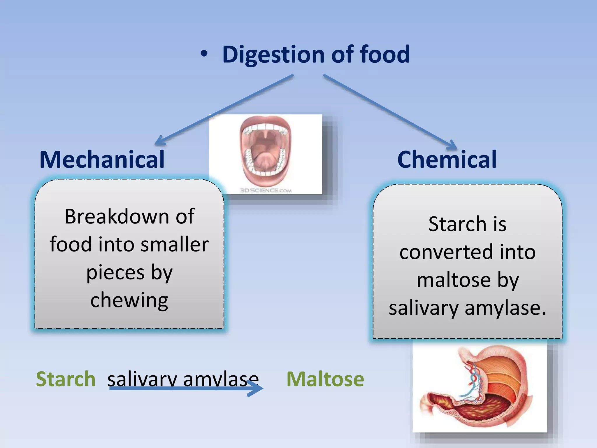 Digestion in Human Body | PPTX