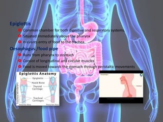 Digestion in Human Body | PPTX | Digestive Disorders | Diseases and ...