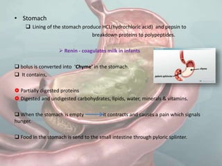 Digestion in Human Body | PPTX | Digestive Disorders | Diseases and ...