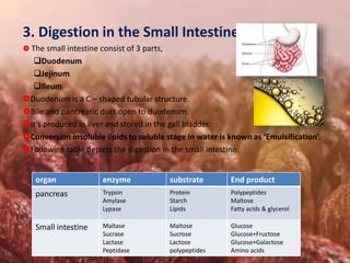 Digestion in Human Body | PPTX | Digestive Disorders | Diseases and ...
