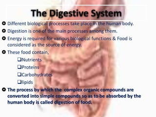 Digestion in Human Body | PPTX
